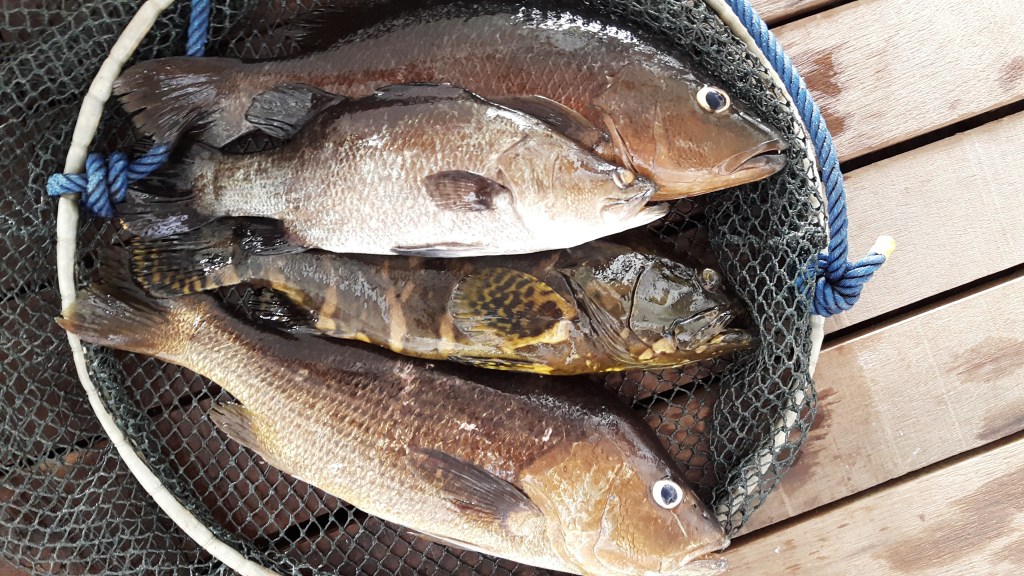 Fresh Fish · Direct from Sea Farm to Kitchen · Tiberias Harvest ...