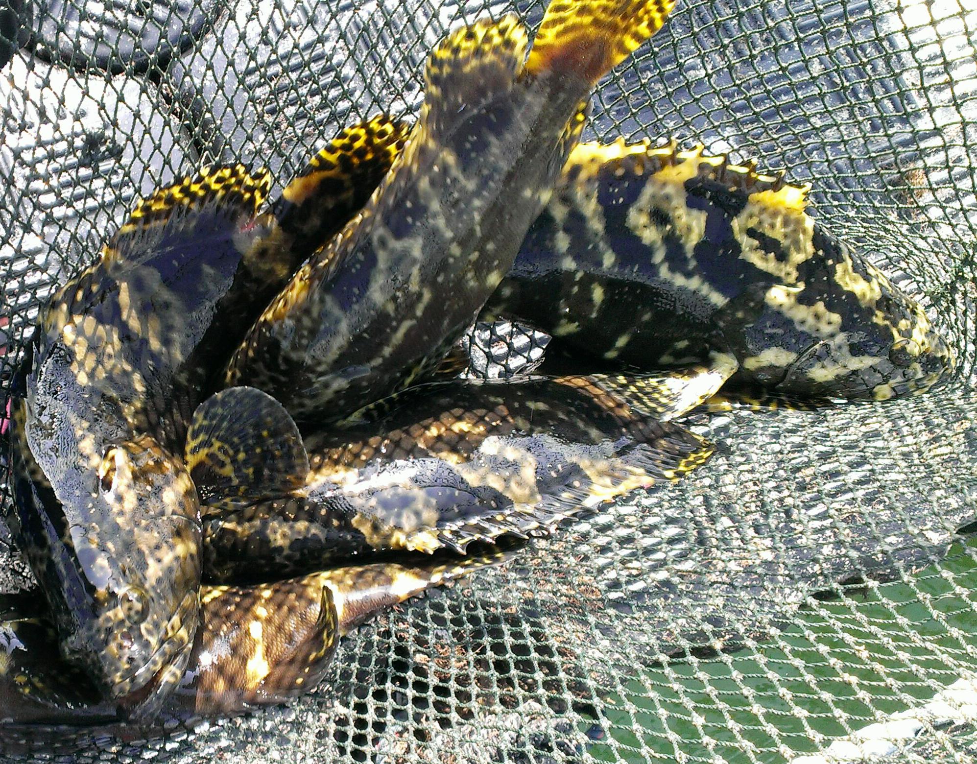FARM-TO-KITCHEN – Fresh Fish · Direct from Sea Farm to Kitchen ...